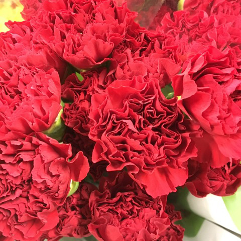 Nejlikor/Elegans-arkiv - Tomtebo Blomimport