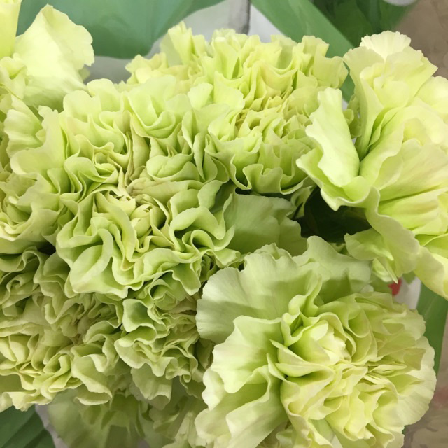 Snittblommor-arkiv - Sida 11 av 18 - Tomtebo Blomimport