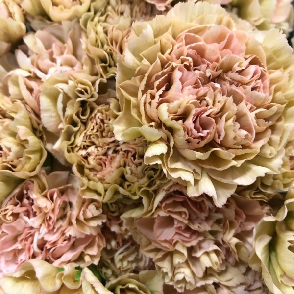 Nejlikor/Elegans-arkiv - Tomtebo Blomimport