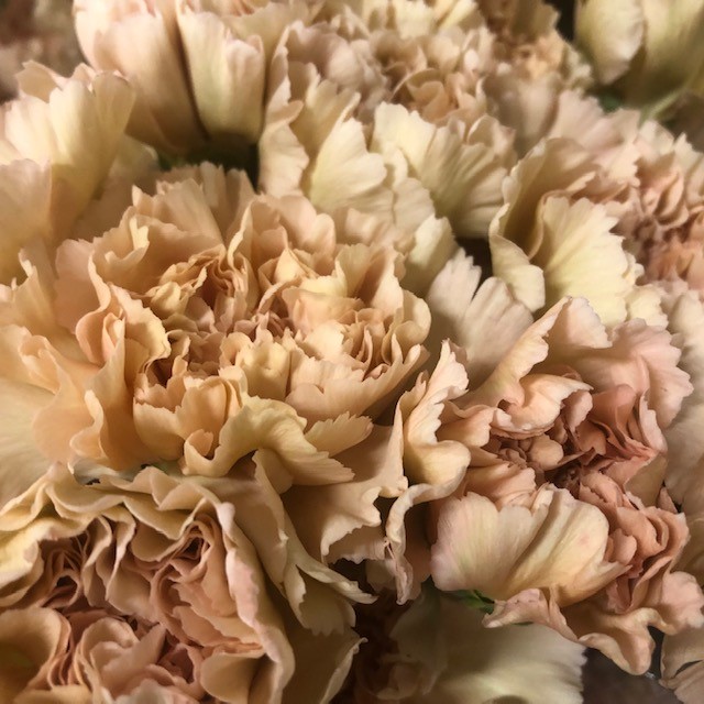 Nejlikor/Elegans-arkiv - Tomtebo Blomimport