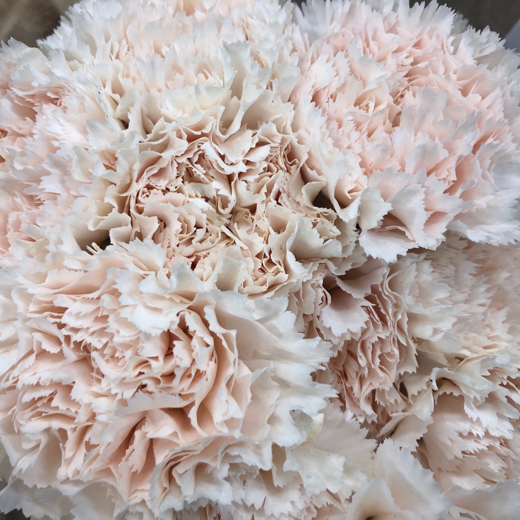 Nejlikor/Elegans-arkiv - Tomtebo Blomimport