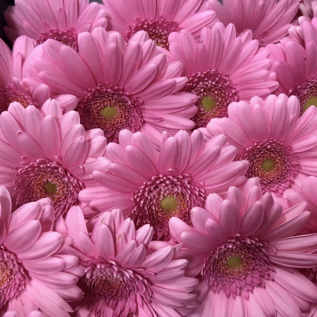 Snittblommor-arkiv - Sida 5 av 22 - Tomtebo Blomimport