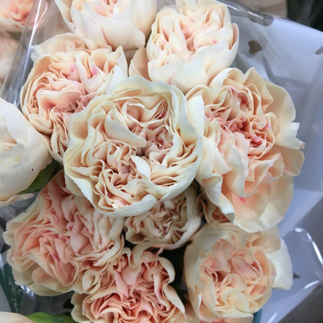 Nejlikor/Elegans-arkiv - Tomtebo Blomimport