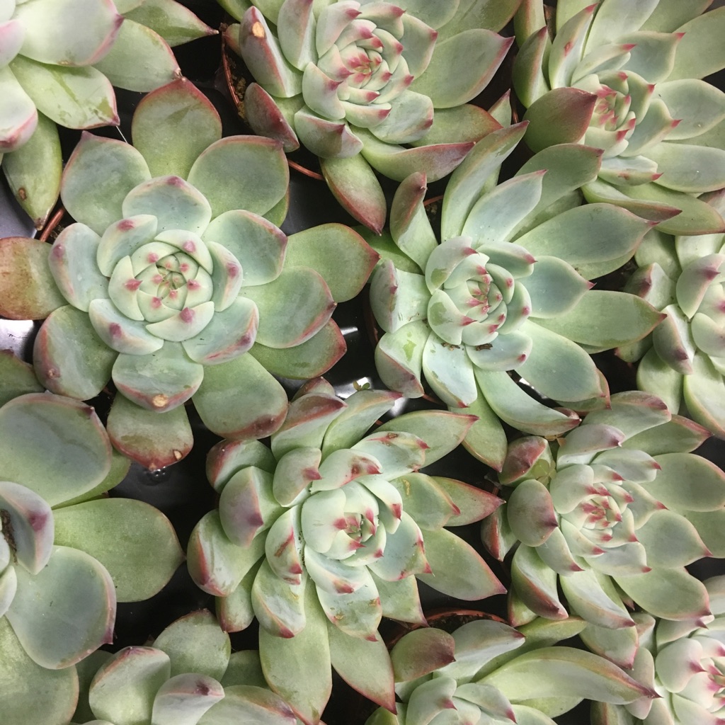 Miniväxter-arkiv - Tomtebo Blomimport