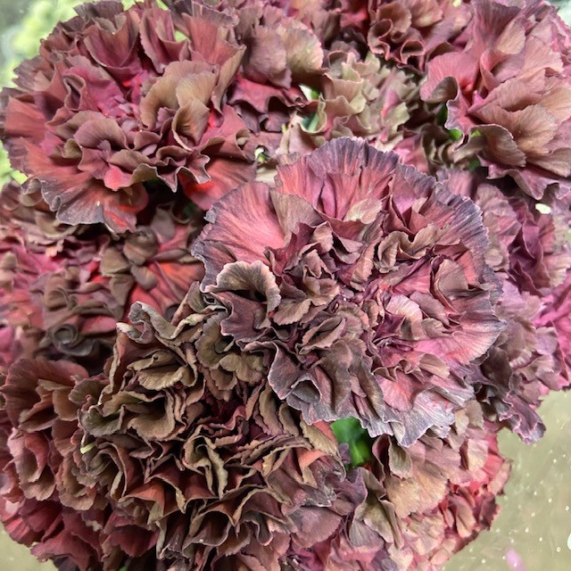 Snittblommor-arkiv - Sida 10 av 18 - Tomtebo Blomimport