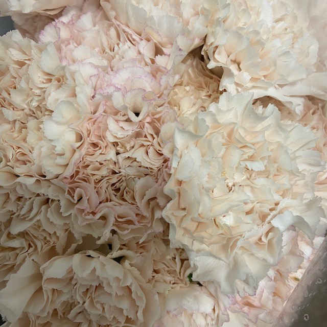 Snittblommor-arkiv - Sida 10 av 18 - Tomtebo Blomimport