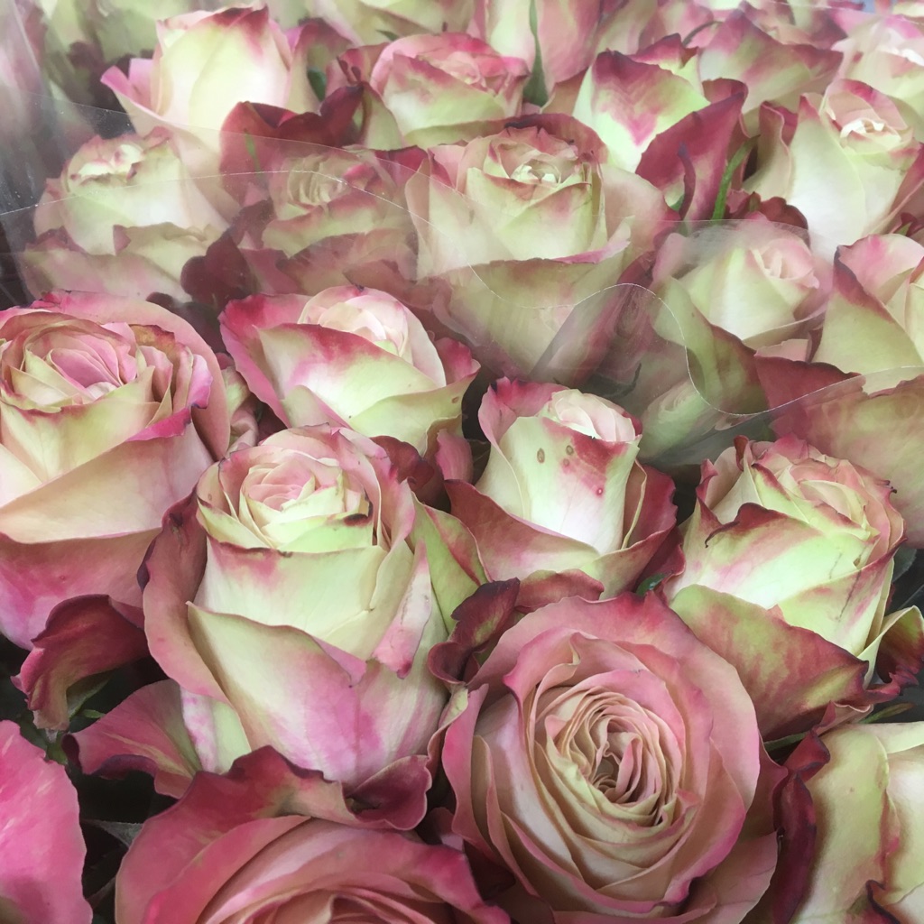 Rosor-arkiv - Tomtebo Blomimport