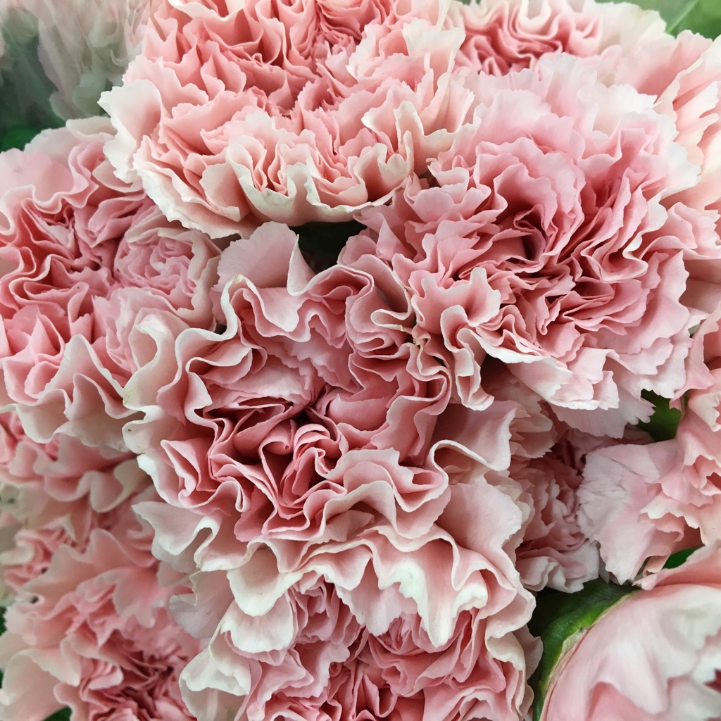 Nejlikor/Elegans-arkiv - Tomtebo Blomimport