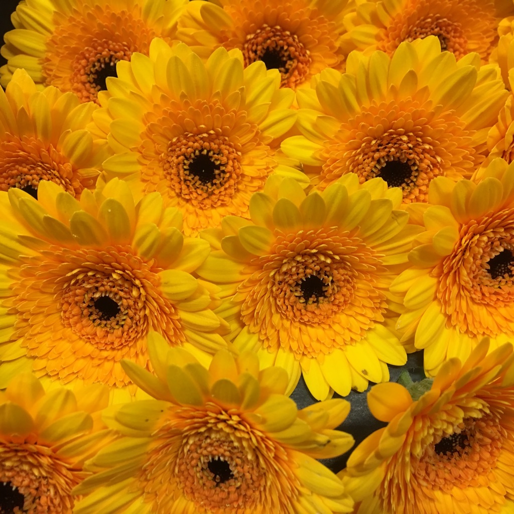 Snittblommor-arkiv - Sida 4 av 15 - Tomtebo Blomimport