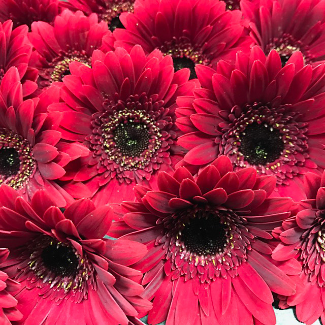 Snittblommor-arkiv - Sida 4 av 15 - Tomtebo Blomimport